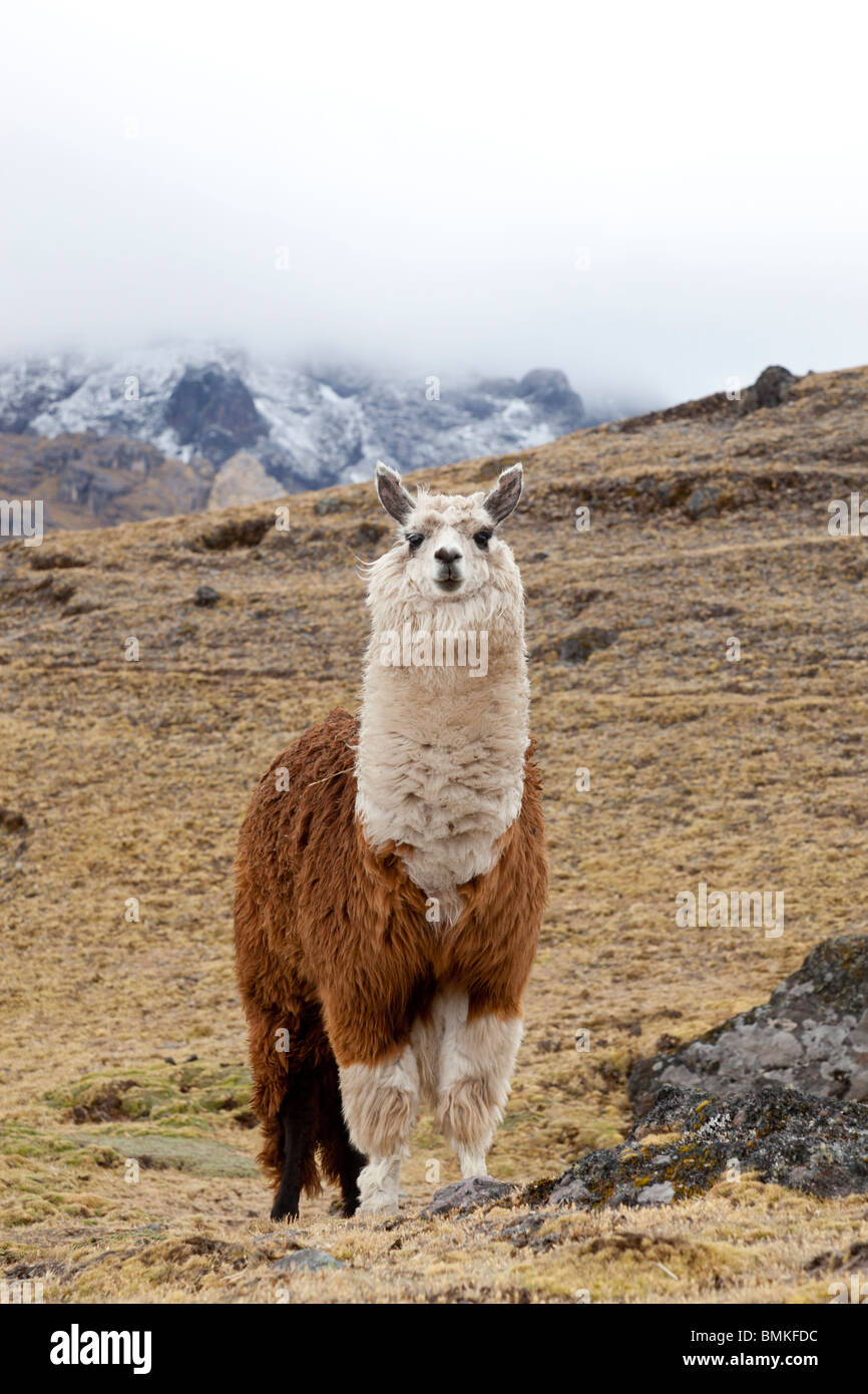 Llama photographed on the Peruvian High Plateau / Altiplano Stock Photo ...
