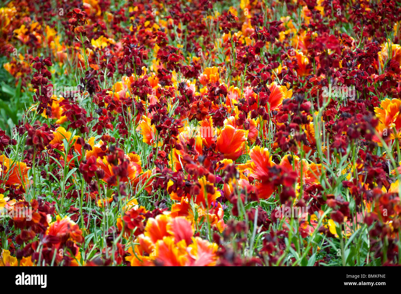 Red and yellow patterns hi-res stock photography and images - Alamy