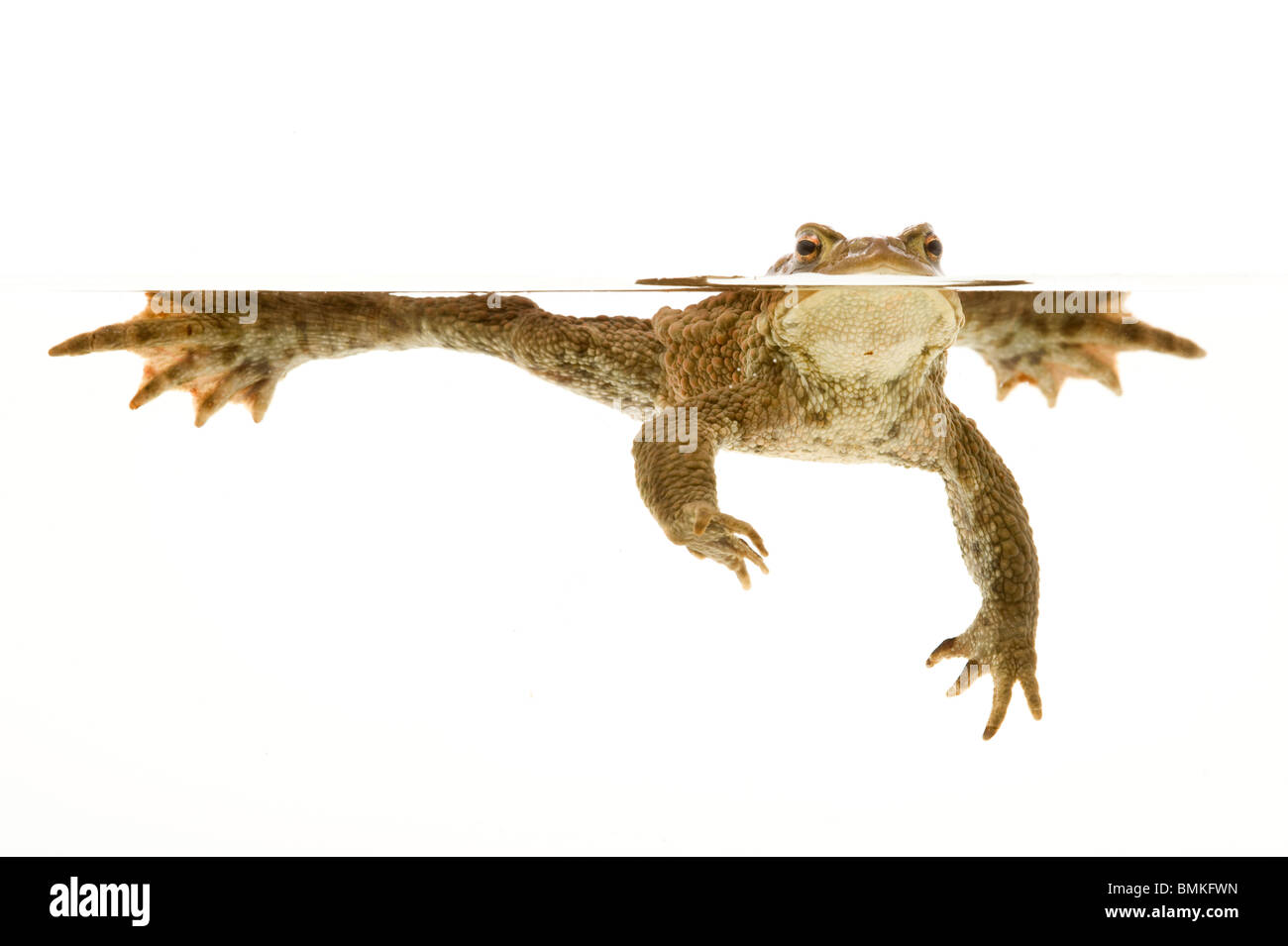 Common toad in water Stock Photo - Alamy