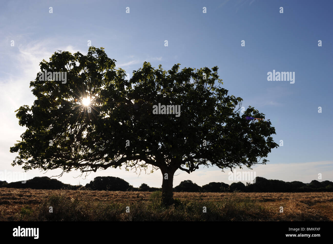 Fig tree silhouette hi-res stock photography and images - Alamy