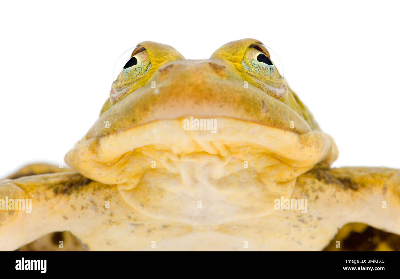 Sad frog hi-res stock photography and images - Alamy