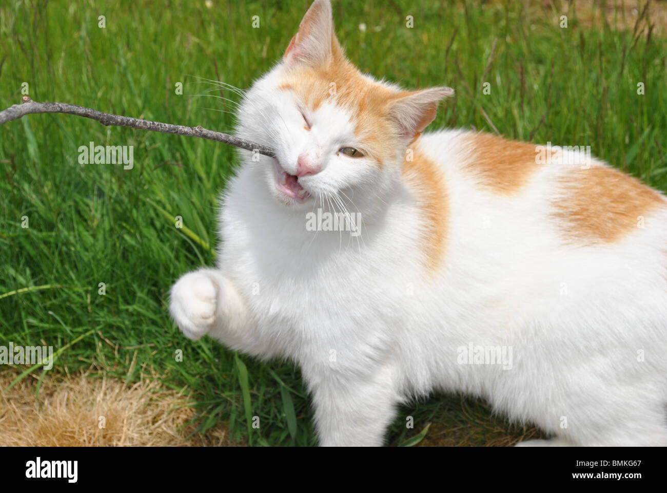cat playing Stock Photo - Alamy