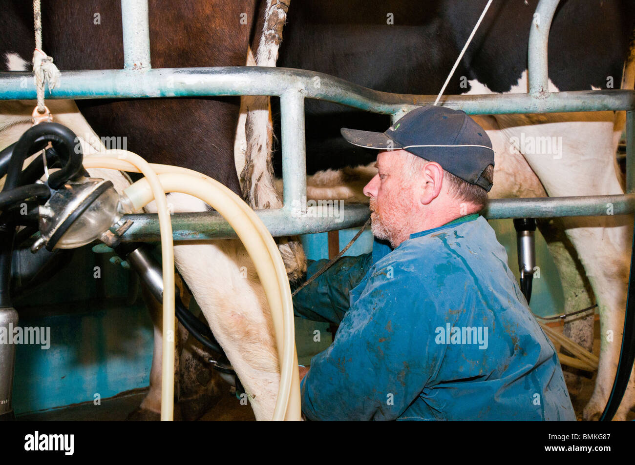 Milking cows in a modern milking parlour on a farm in Hampshire England ...