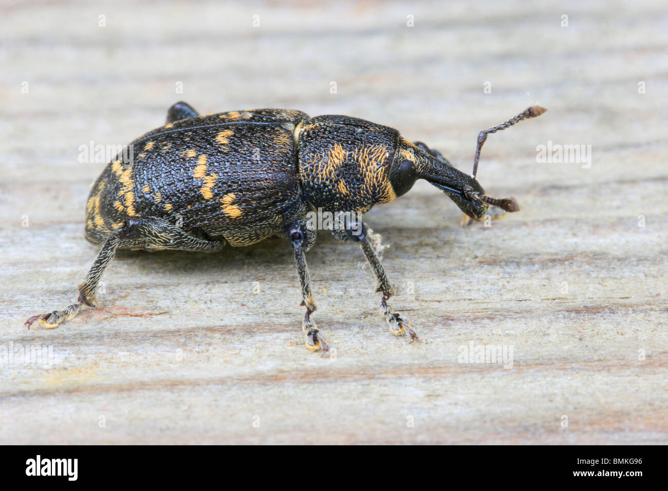 Large Pine Weevil (Hylobius abietis Stock Photo - Alamy
