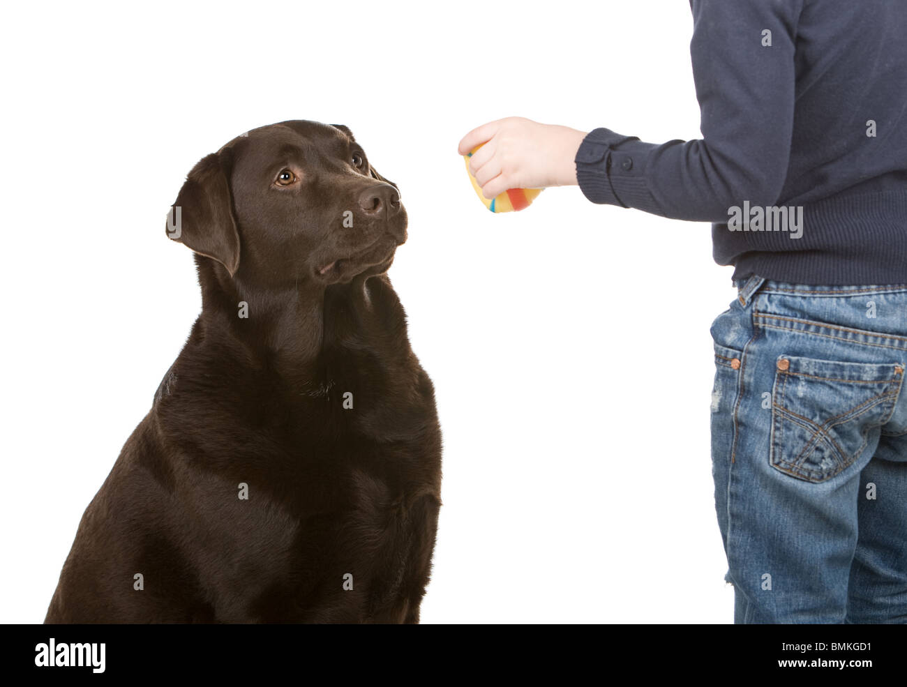 Isolated Shot of a Young Child Training a Chocolate Labrador Stock ...