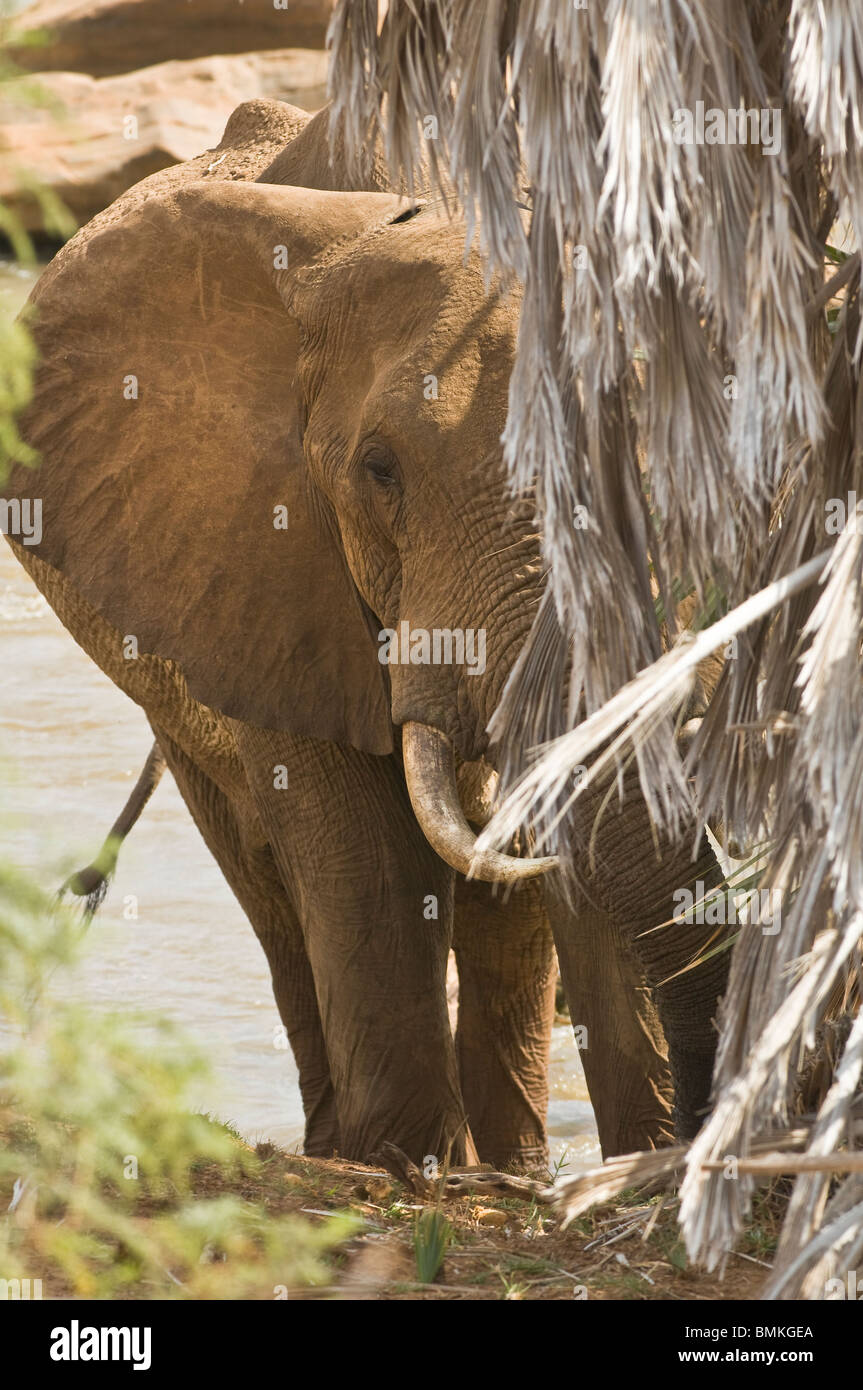 Elephant hiding behind tree hi-res stock photography and images - Alamy