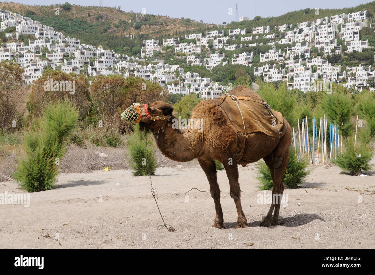 Camel Beach a seaside resort close to Bodrum south west Aegean Turkey ...