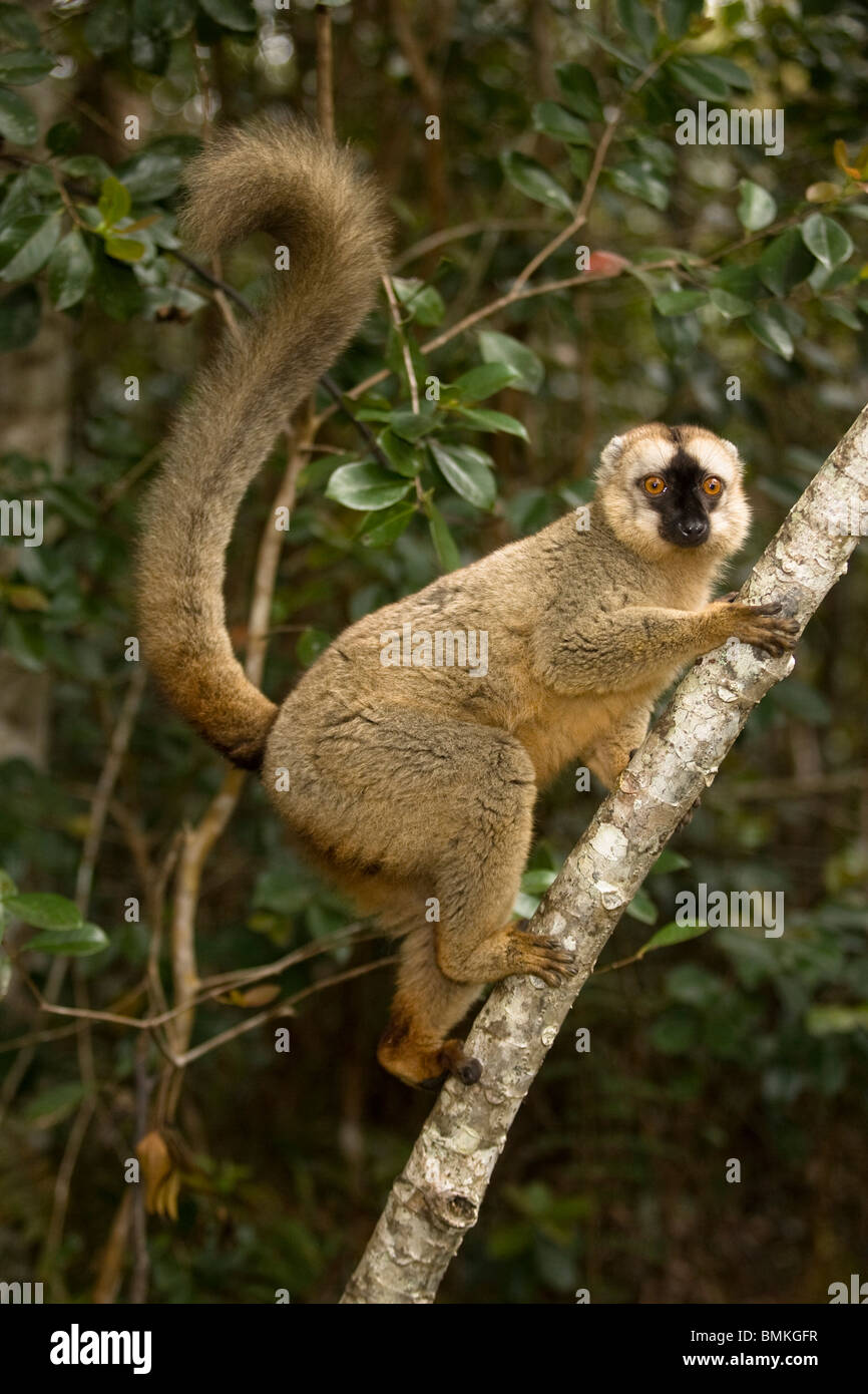 Joe brown climb hi-res stock photography and images - Alamy