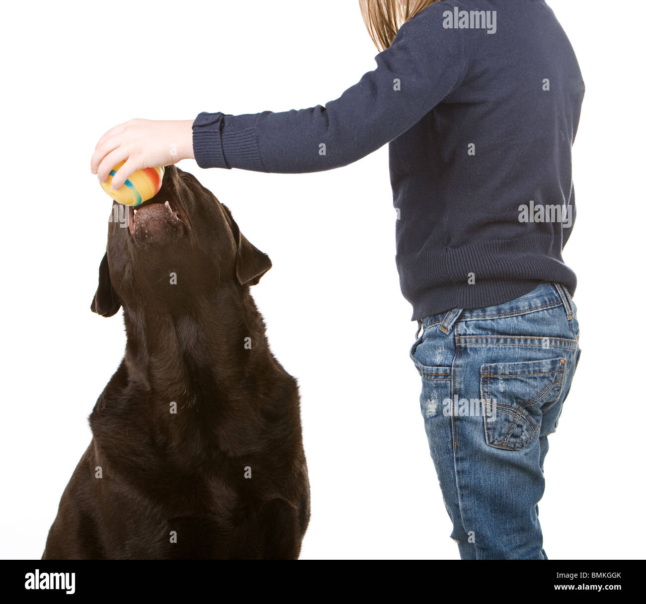 Isolated Shot of a Young Child Training a Chocolate Labrador Stock ...