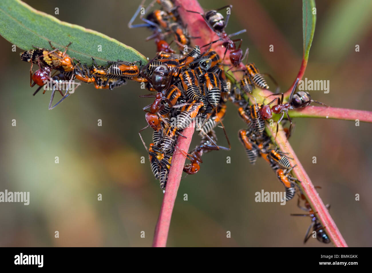Treehoppers with attendant ants on eucalyptus tree Stock Photo - Alamy