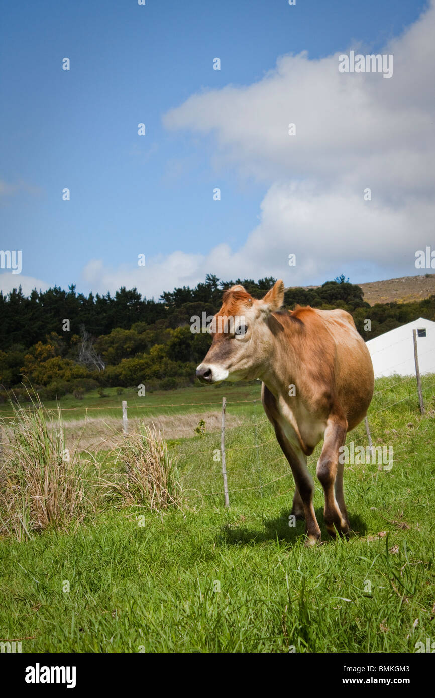 Skinny dairy cow hi-res stock photography and images - Alamy