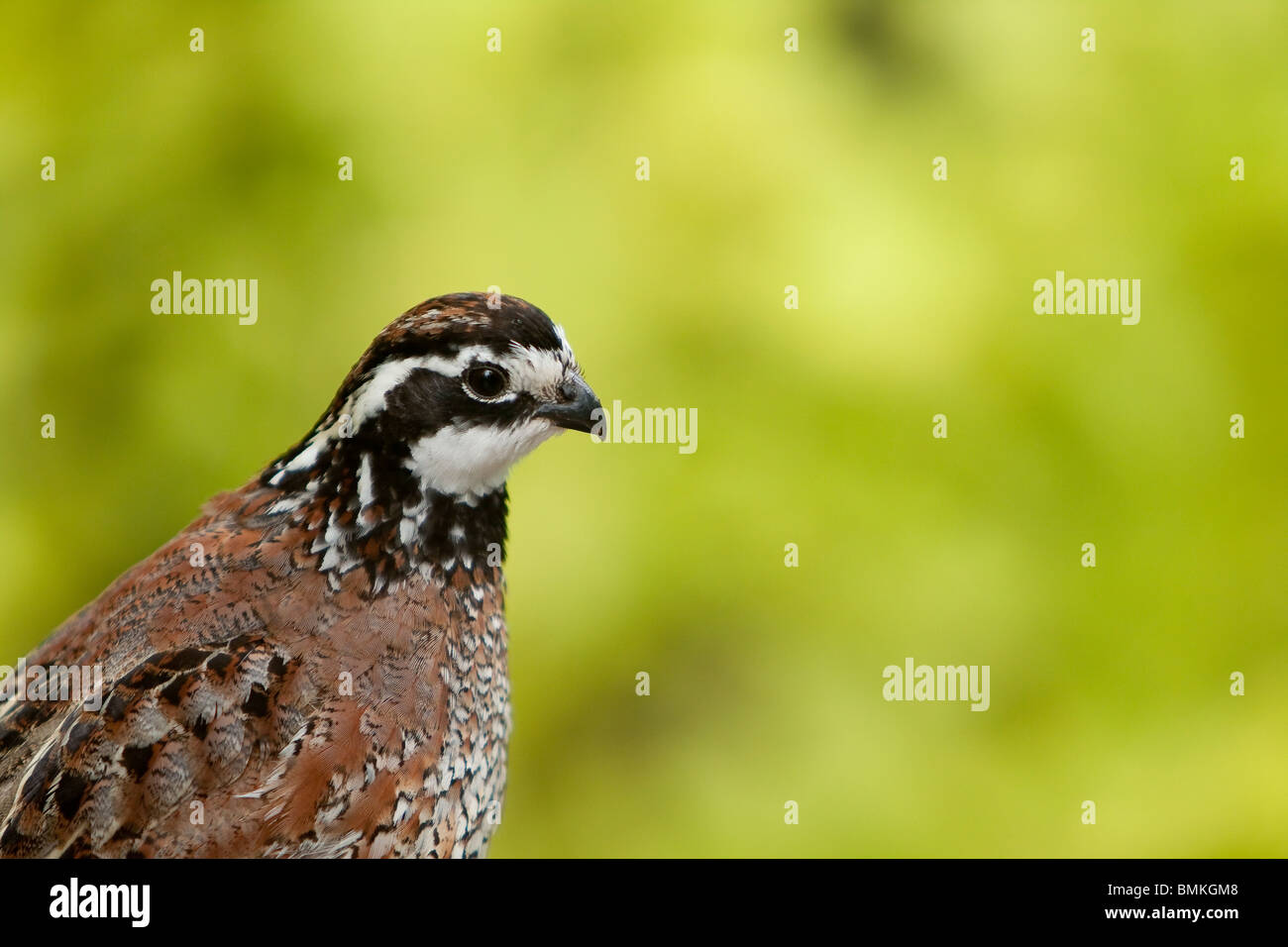 Bobwhite hi-res stock photography and images - Alamy