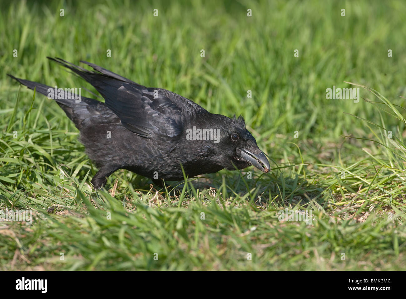 Carrion Feeding Birds Stock Photos & Carrion Feeding Birds Stock Images ...