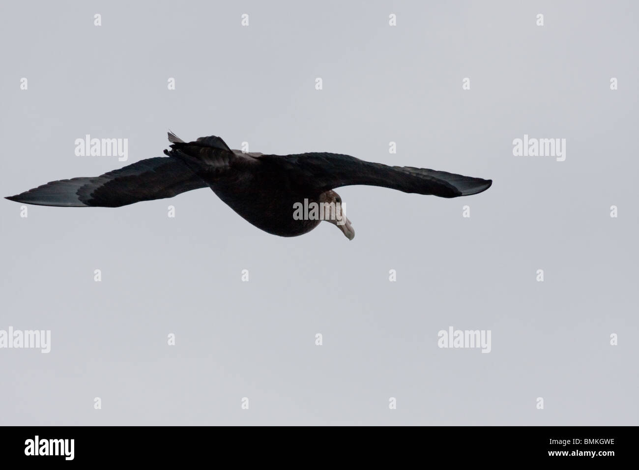 Antarctic giant petrel soaring hi-res stock photography and images - Alamy