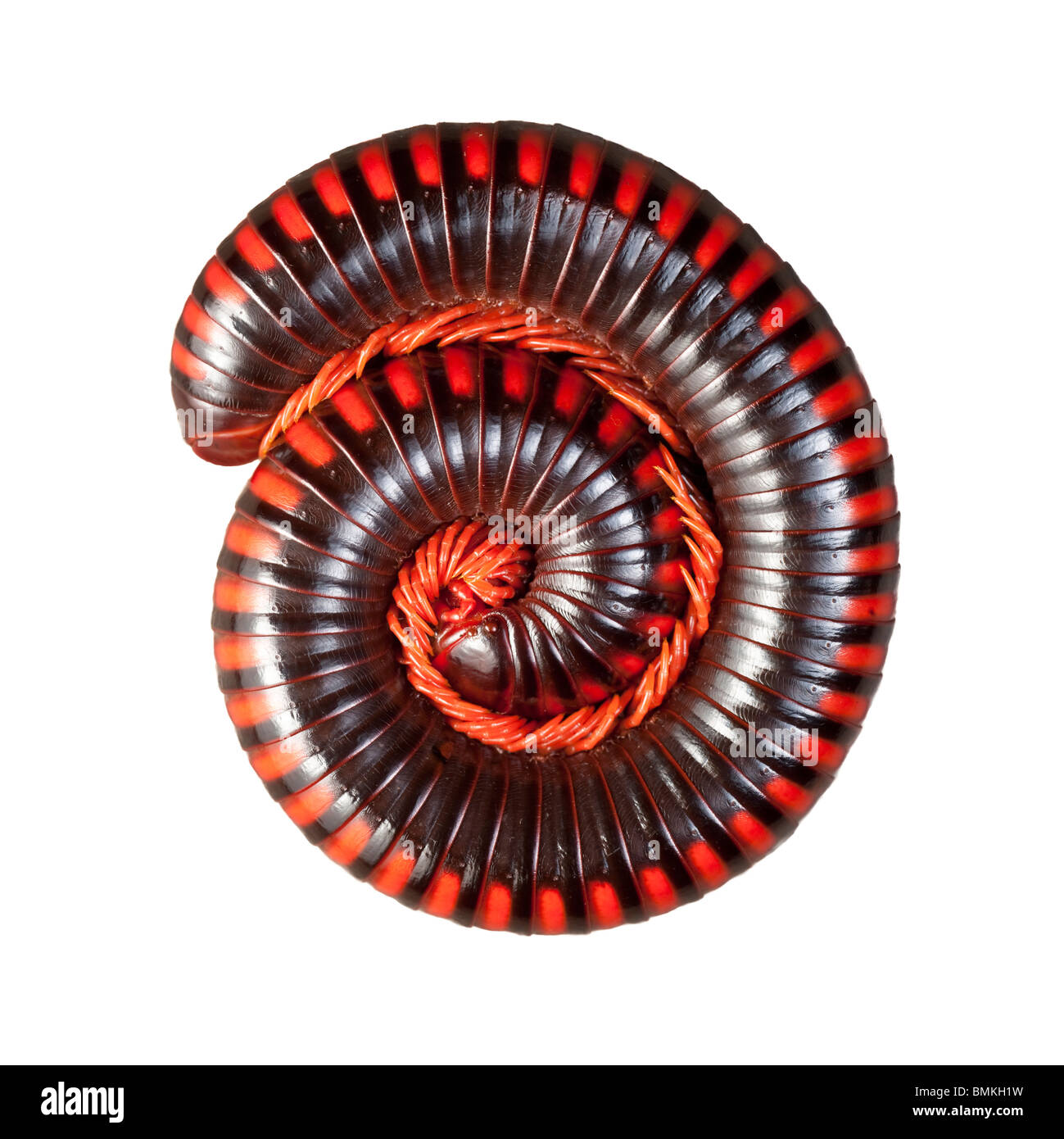 Red millipede hi-res stock photography and images - Alamy