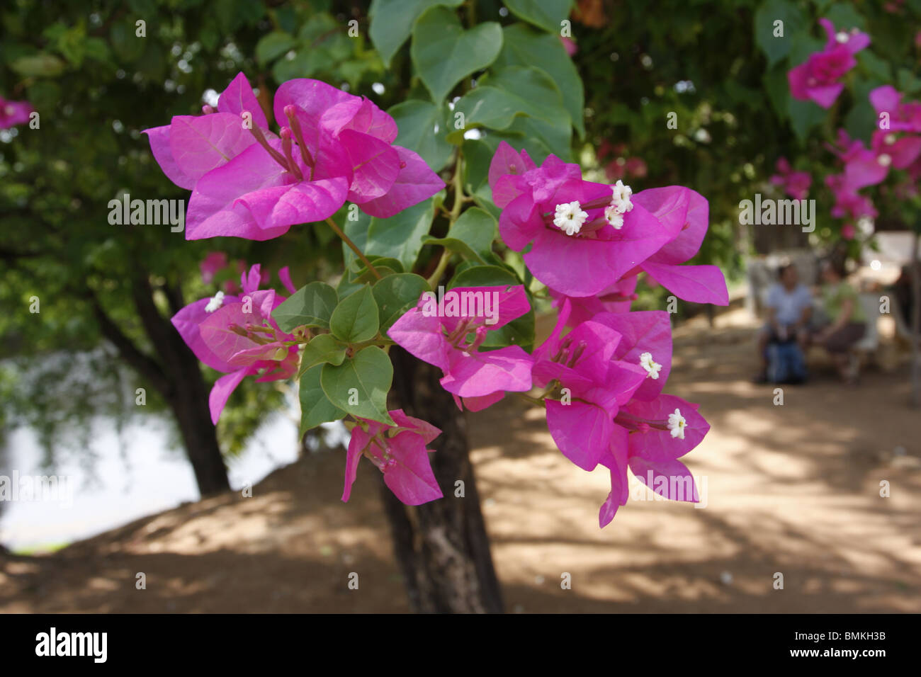 Tropical flowers at Bakong, Angkor, Cambodia Stock Photo - Alamy