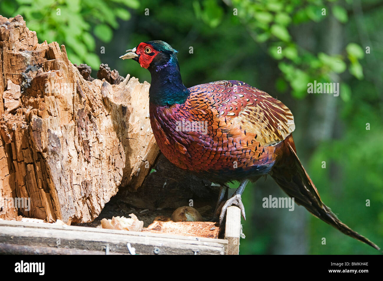 Pheasant on bird table Stock Photo - Alamy