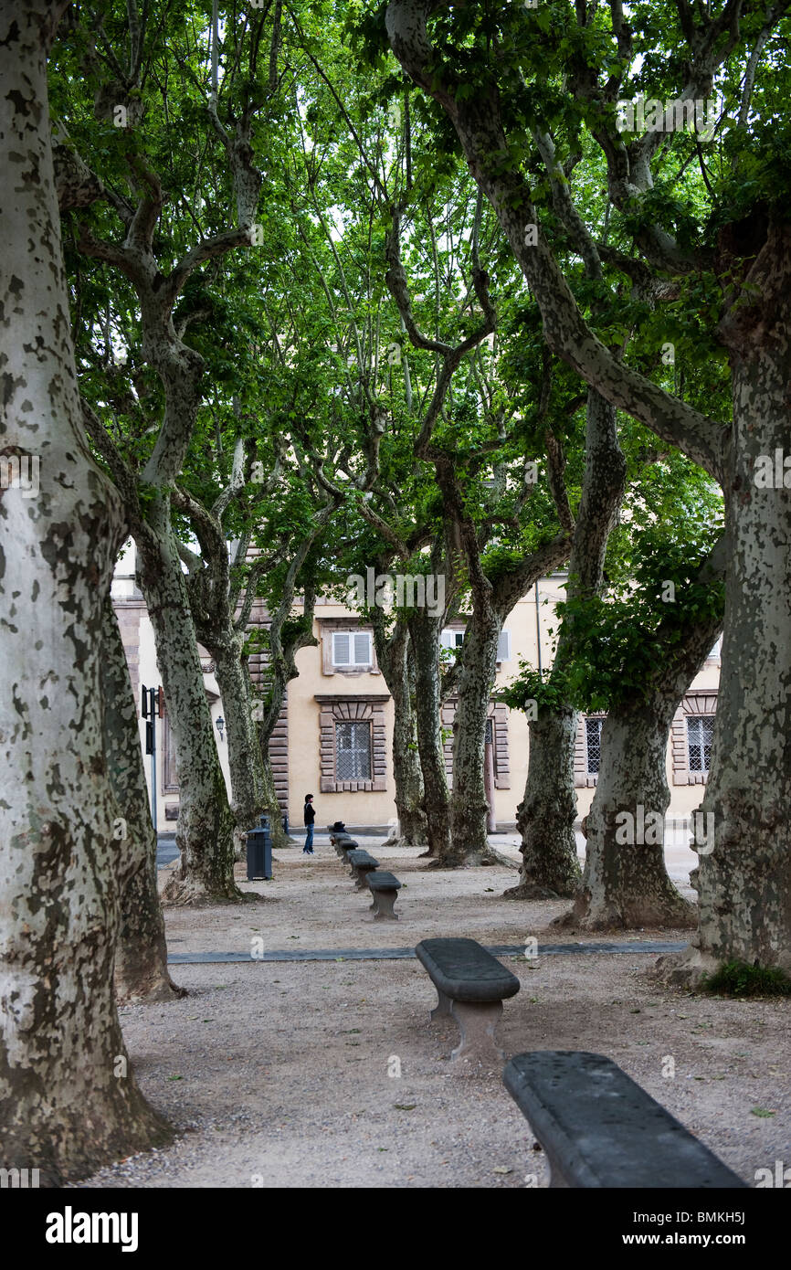 Avenue of Plane trees in Lucca Italy Stock Photo - Alamy