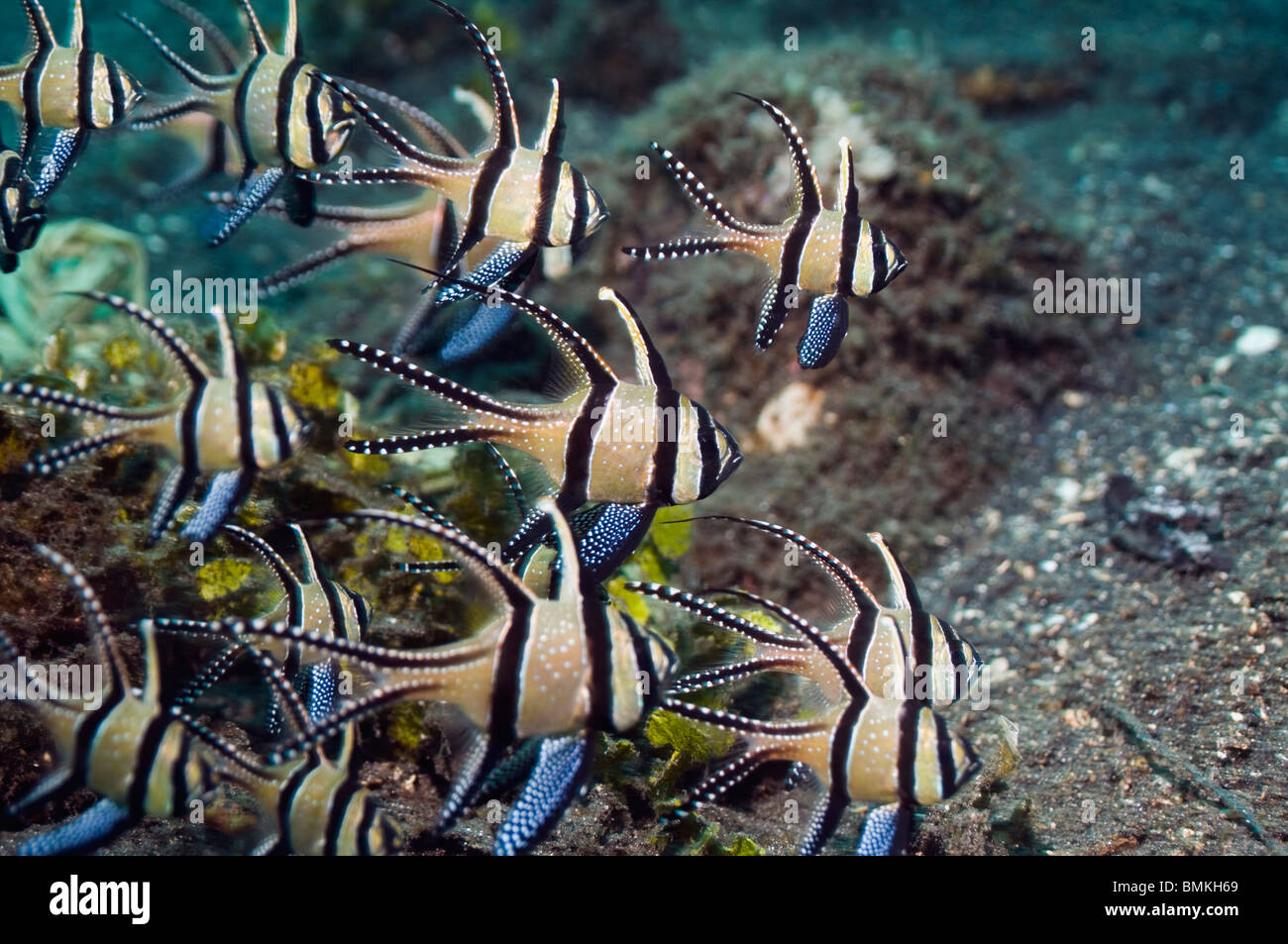 Banggai Islands Of Indonesia High Resolution Stock Photography and ...