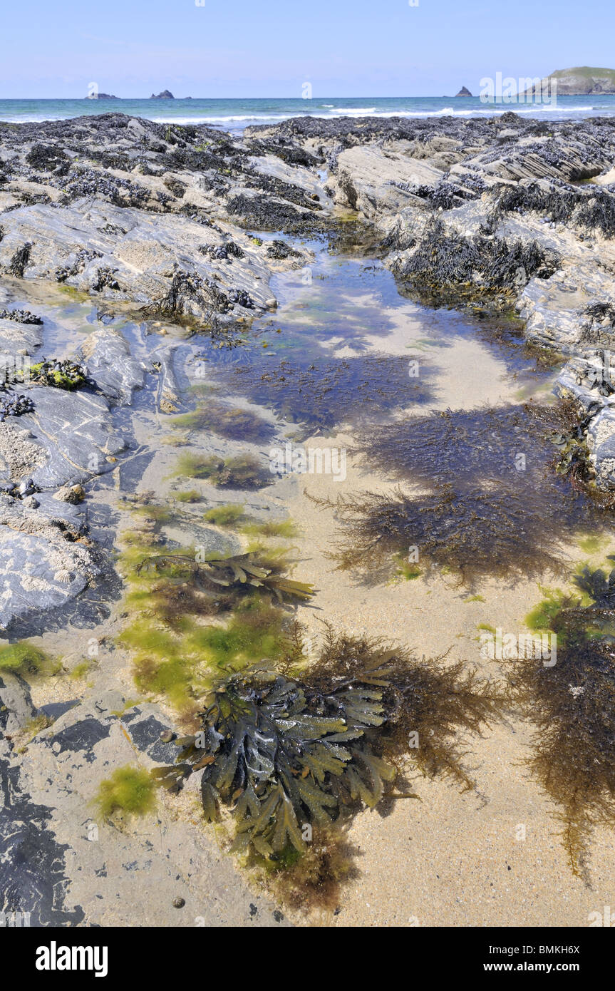 Rockpool with seaweed at low tide hi-res stock photography and images ...