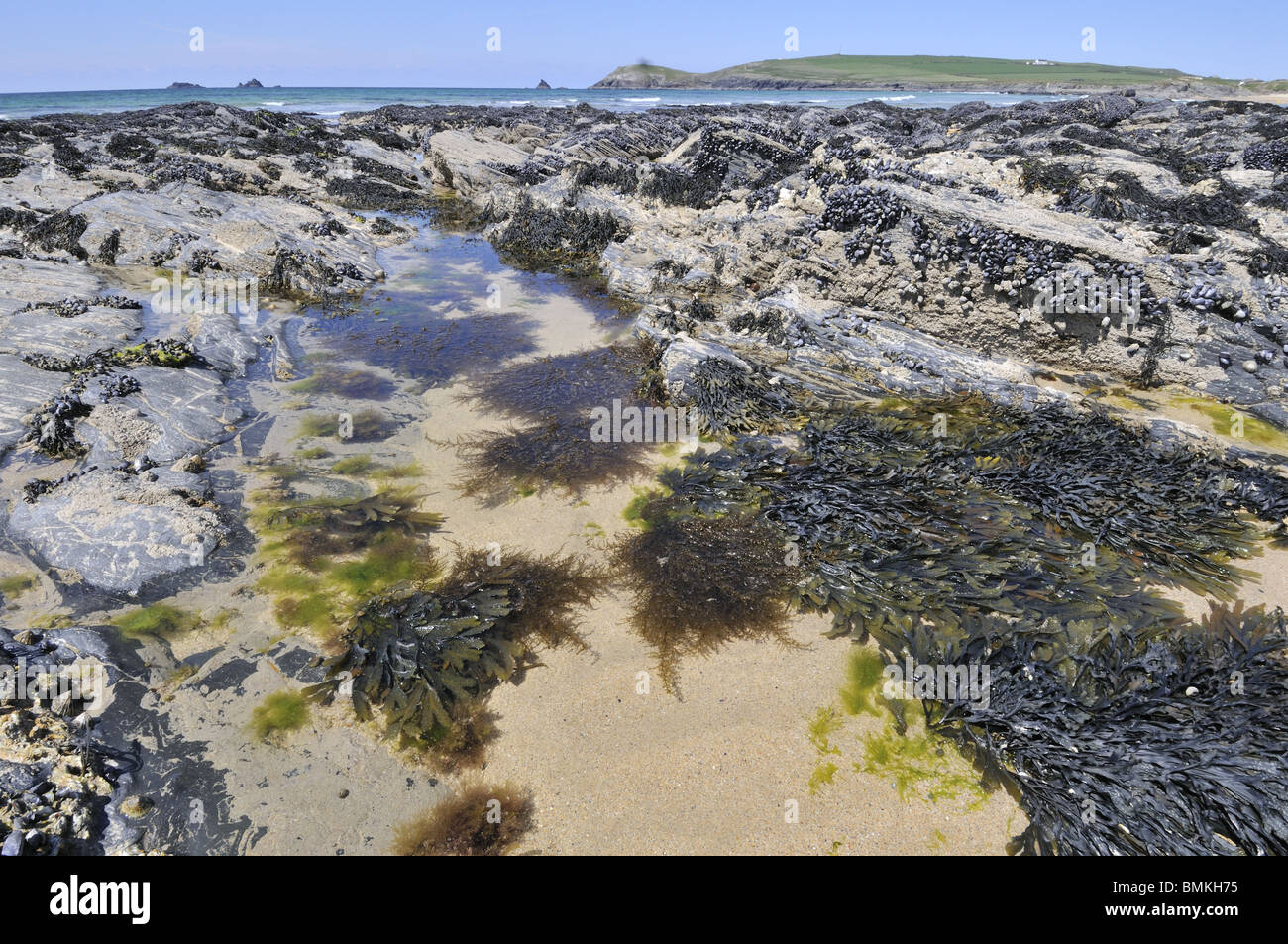 Rockpool with seaweed at low tide, Cornwall UK, May Stock Photo - Alamy