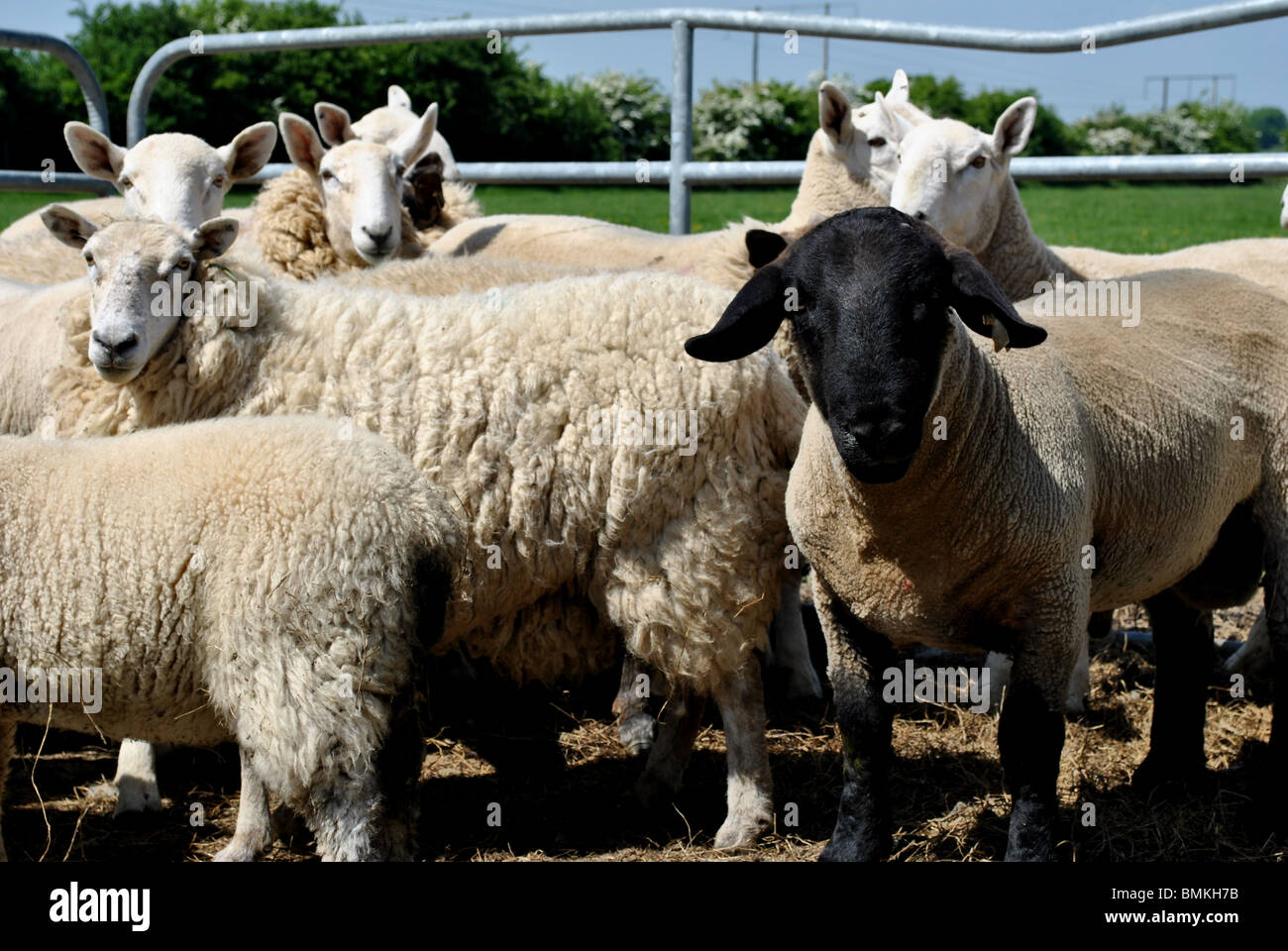 Sheep in the pen hi-res stock photography and images - Alamy
