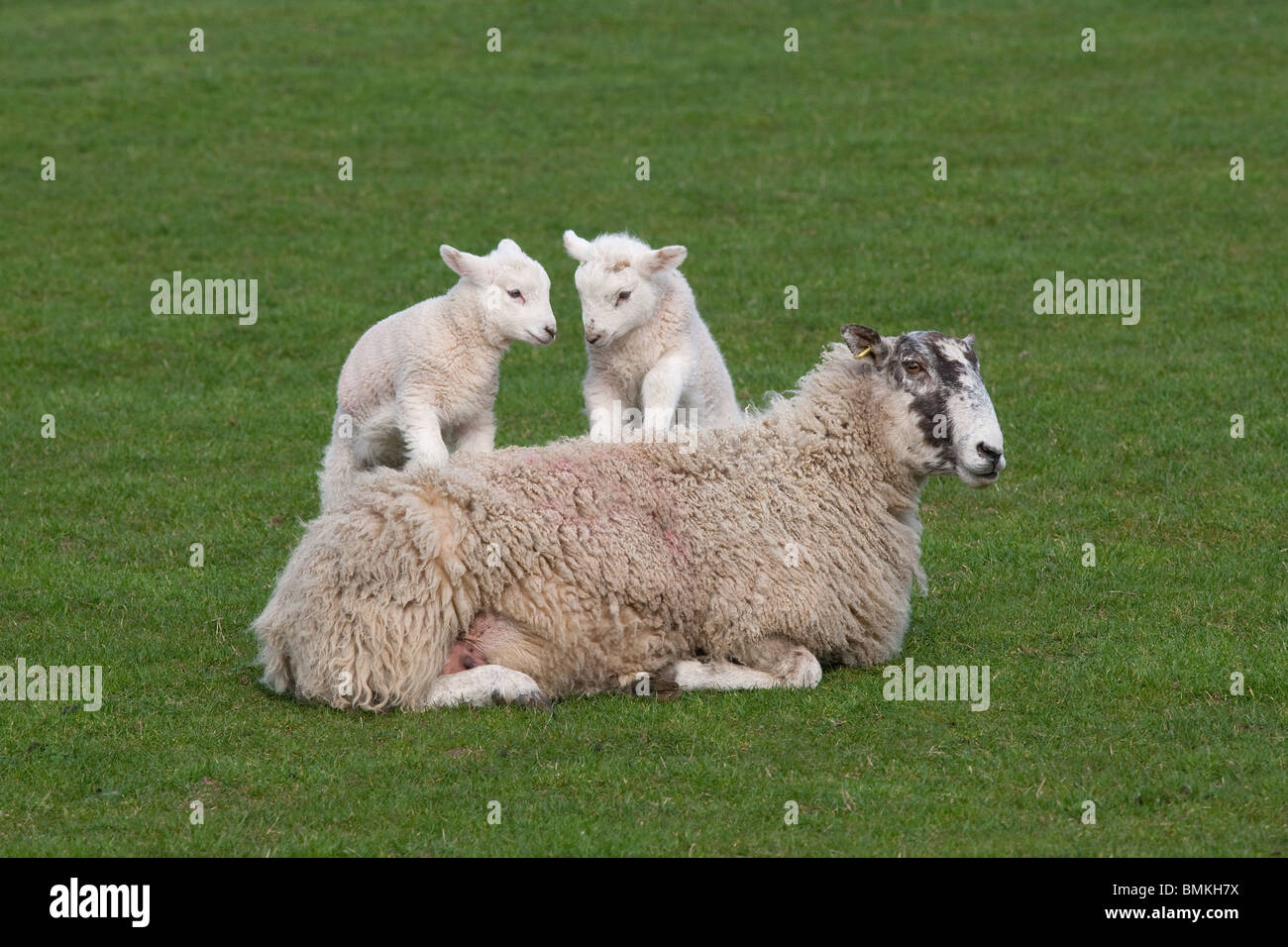 Lambs jumping on resting ewe in spring Stock Photo - Alamy