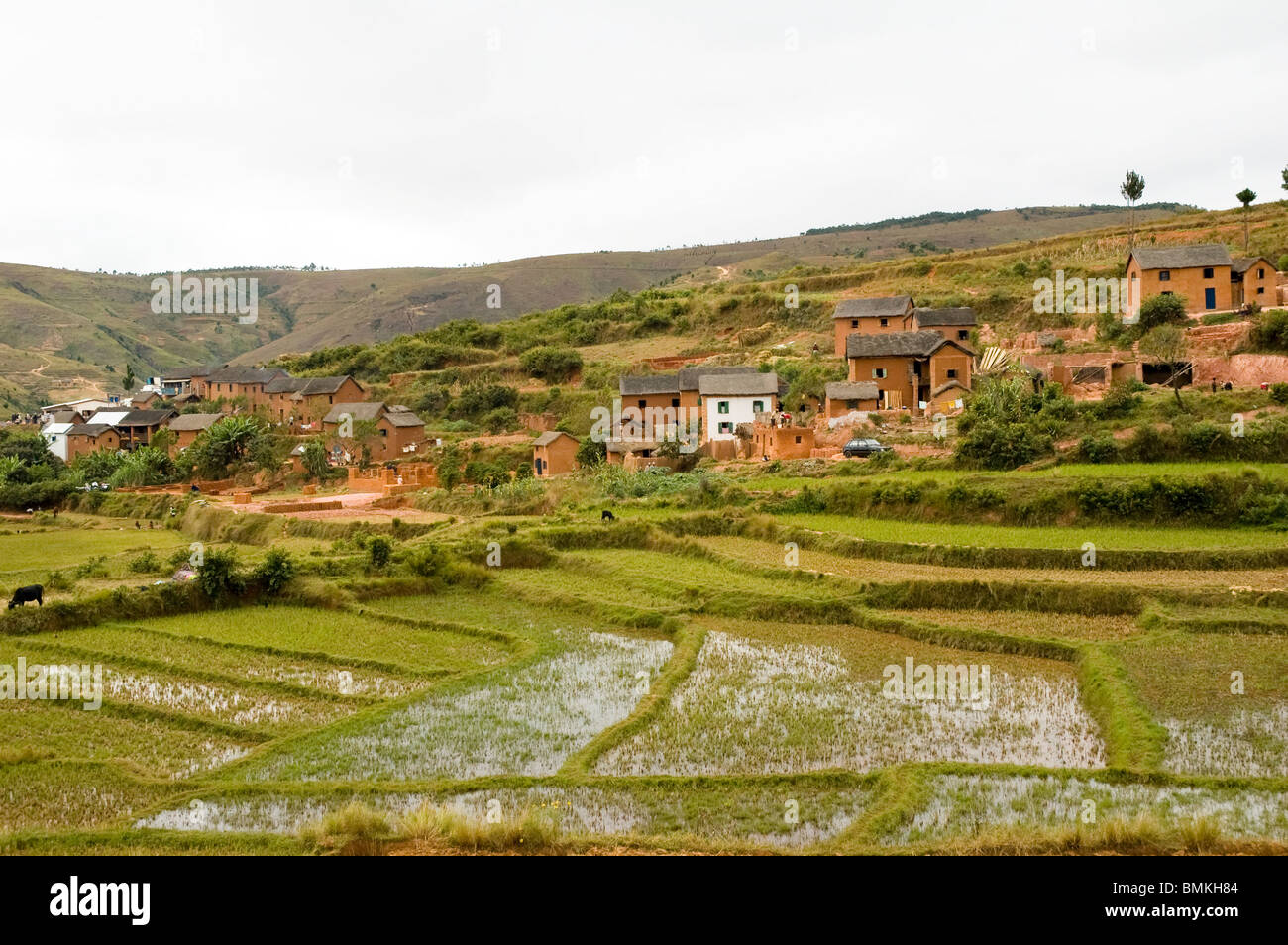 Madagascar, Antananarivo. Rice fields and Merina village on the road ...