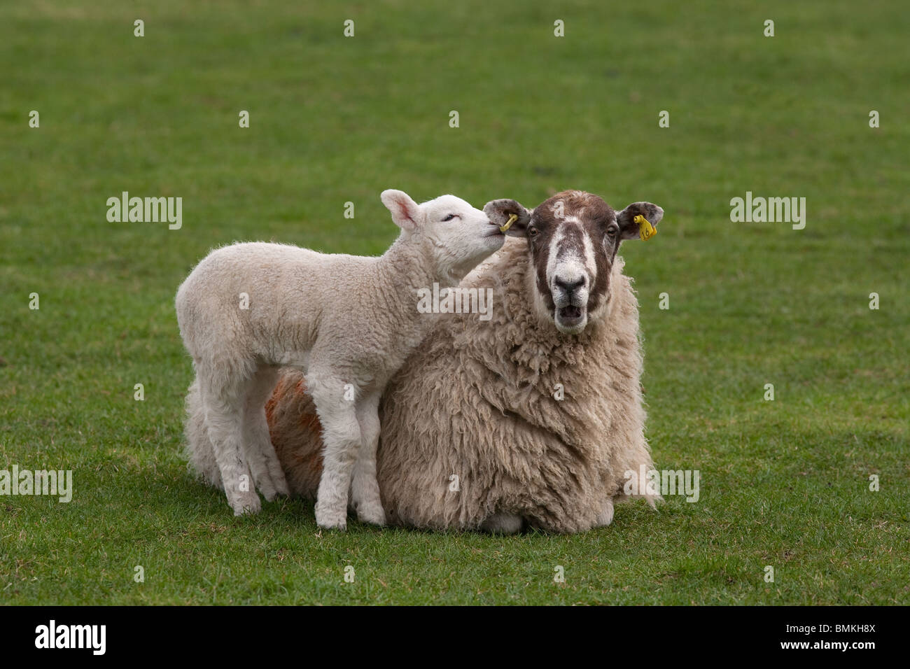 Ewe and playful lambs on spring grass at Easter time Stock Photo - Alamy