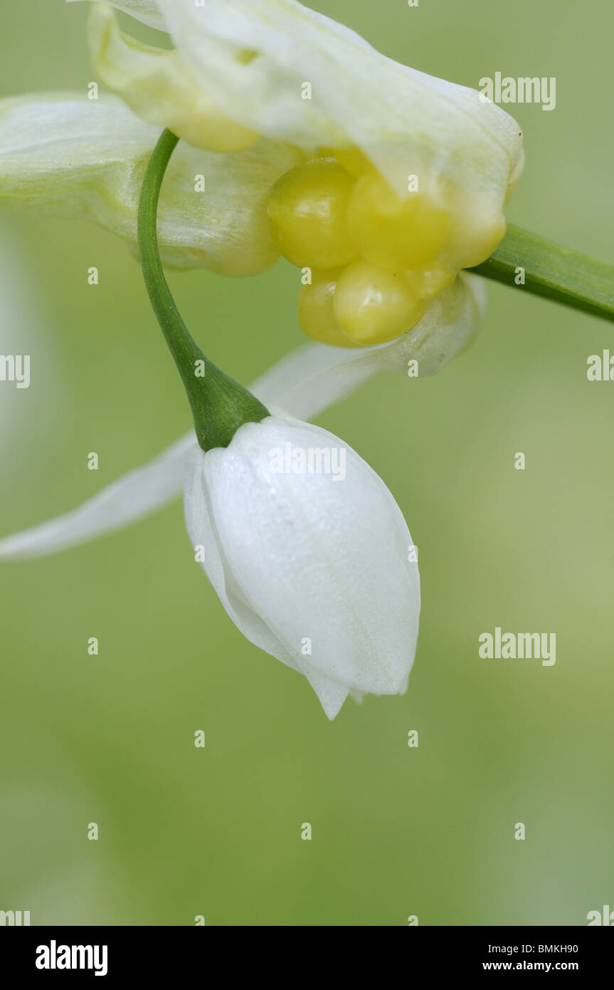 Few flowered garlic, (allium paradoxum), showing seed bulbils forming ...