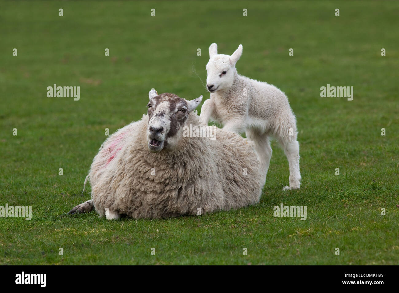 Spring lambs jumping hi-res stock photography and images - Alamy