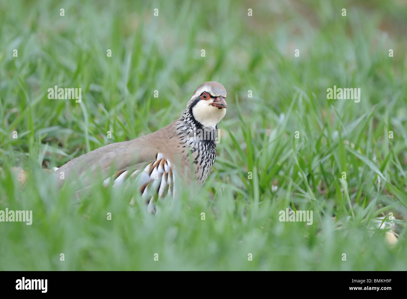 French partridge hi-res stock photography and images - Alamy