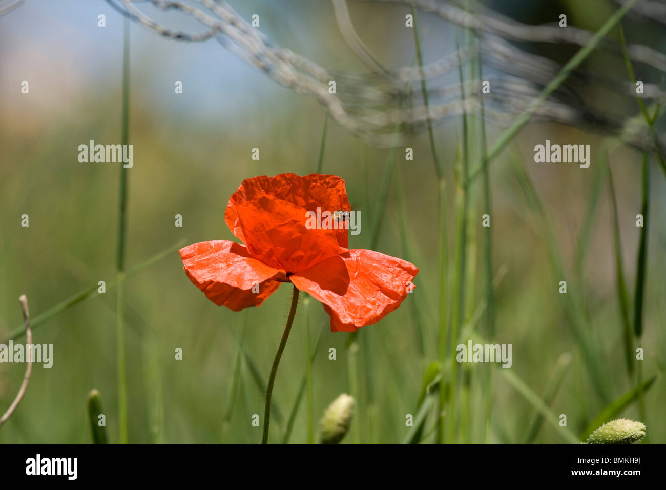 Single poppy flower in the summer sun with a bee hovering above it ...