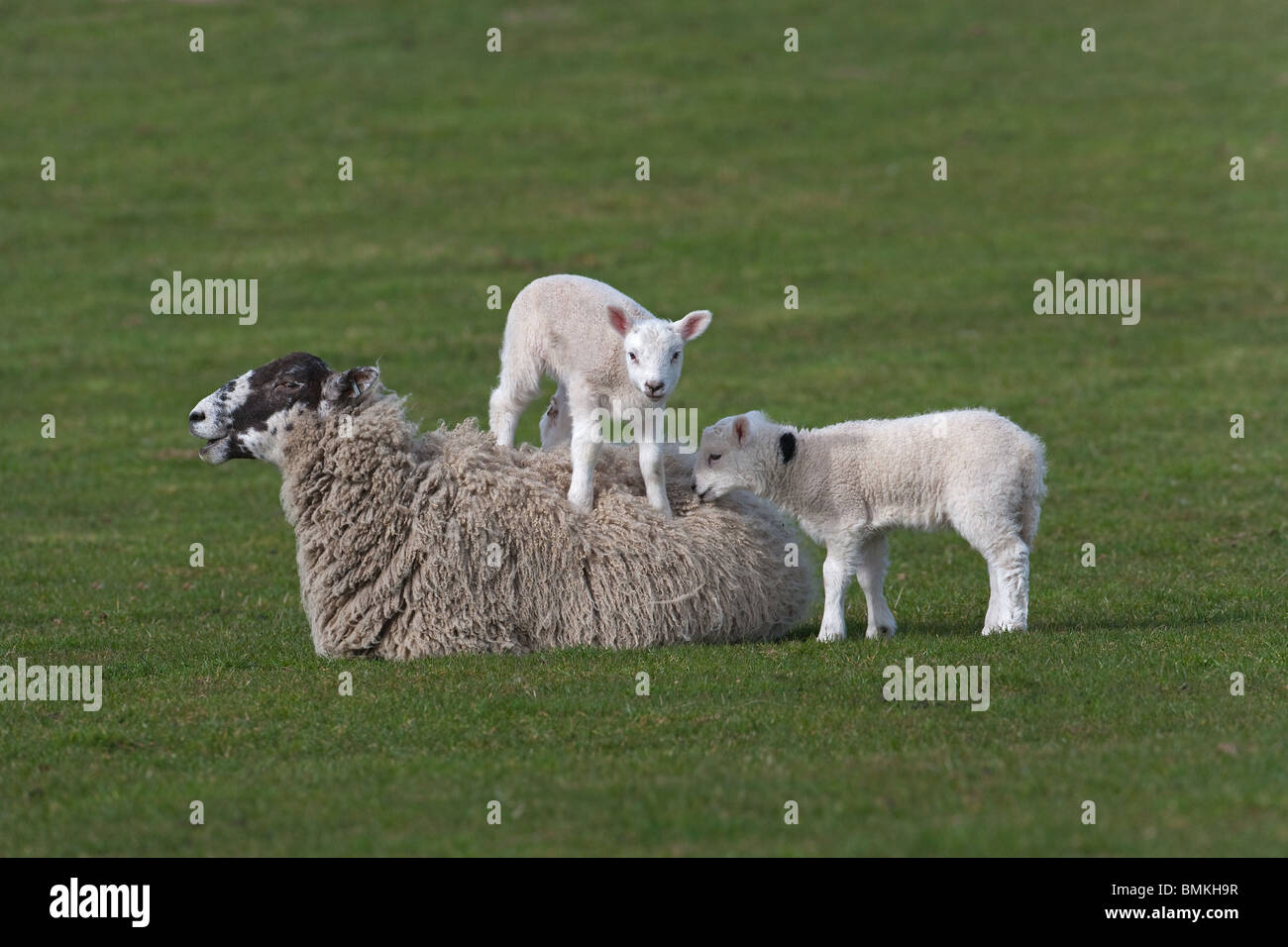 Two lambs ewes in hi-res stock photography and images - Alamy