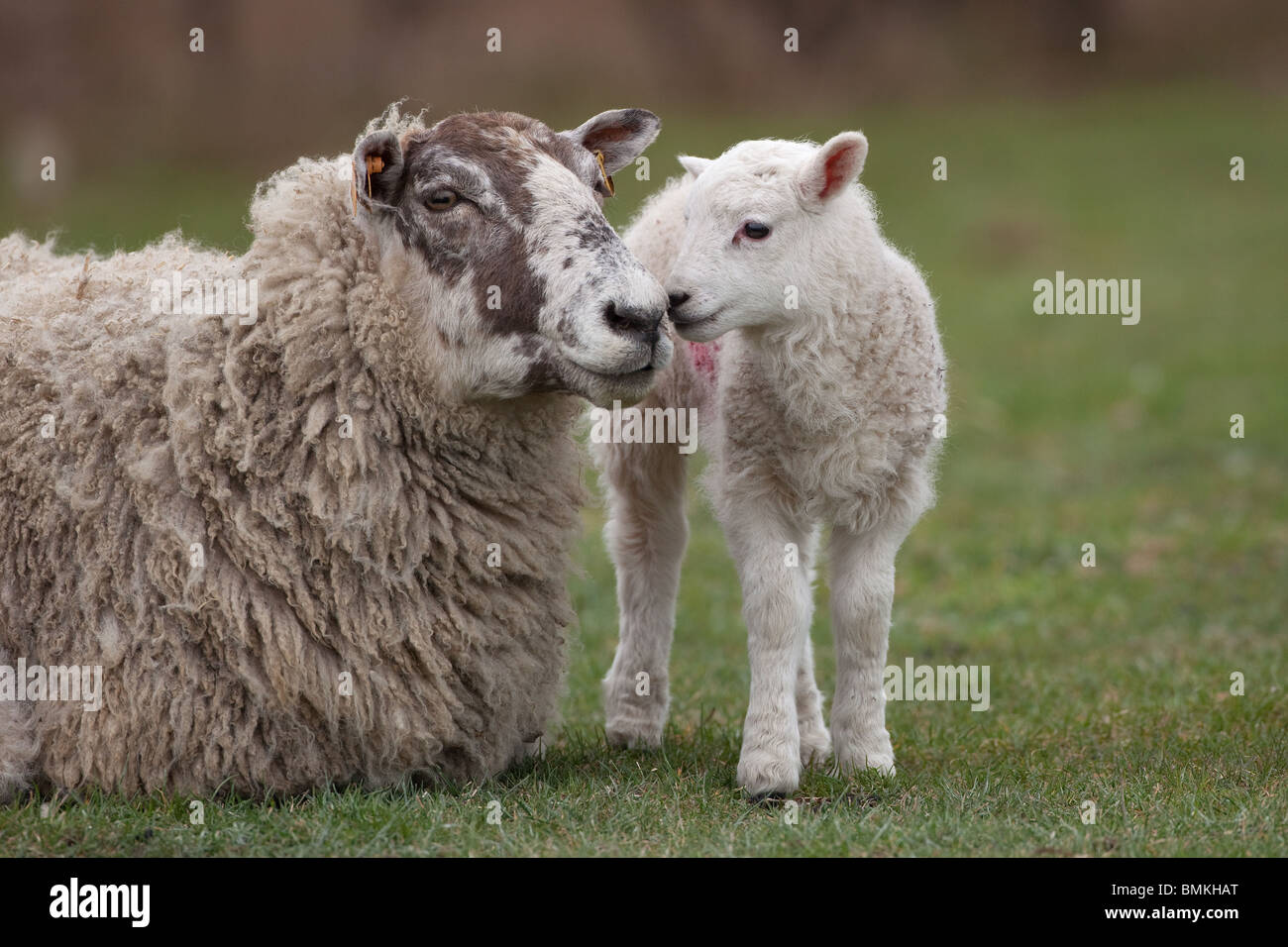 Ewe and playful lamb on spring grass at Easter time Stock Photo - Alamy