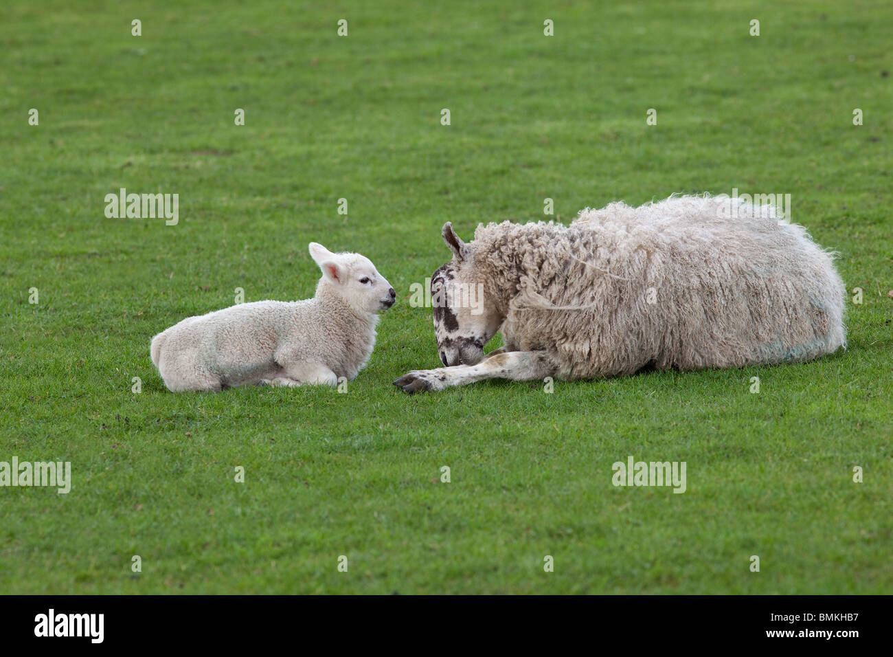 Ewe and playful lamb on spring grass at Easter time Stock Photo - Alamy