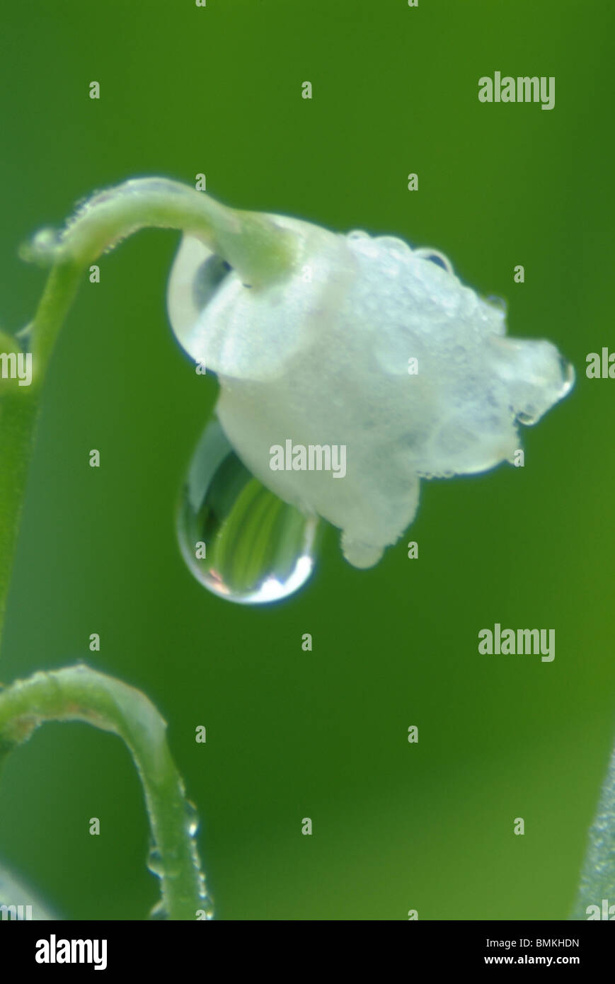Drop flower hi-res stock photography and images - Alamy