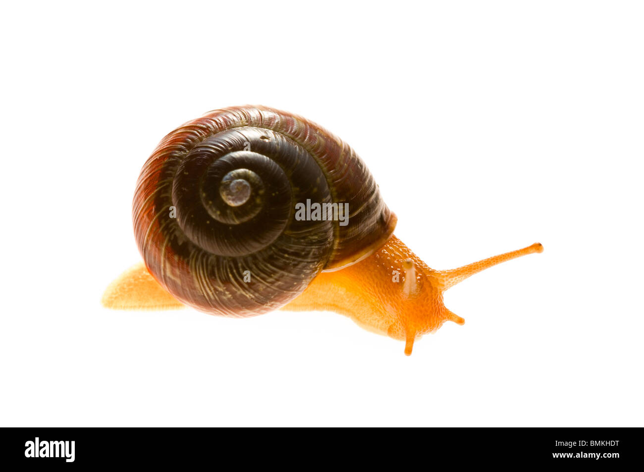 White lipped snail shell Cut Out Stock Images & Pictures - Alamy