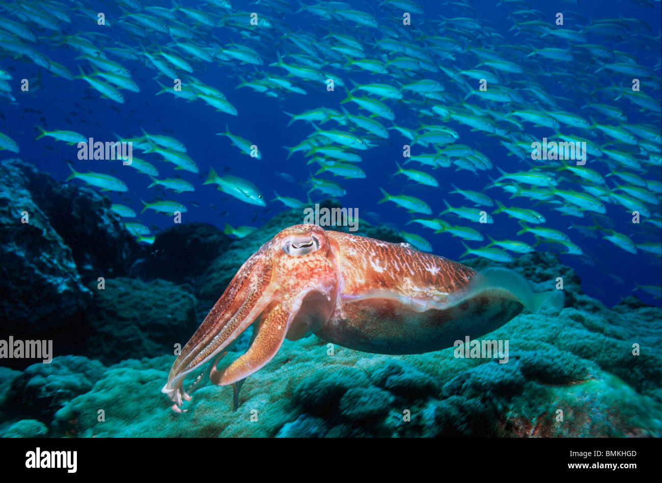 Broadclub cuttlefish at rest with a school of Fusiliers in background ...