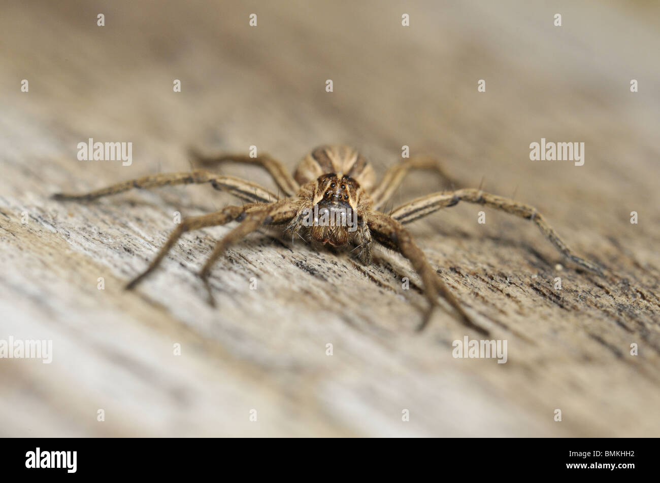 Spider uk greenhouse hi-res stock photography and images - Alamy