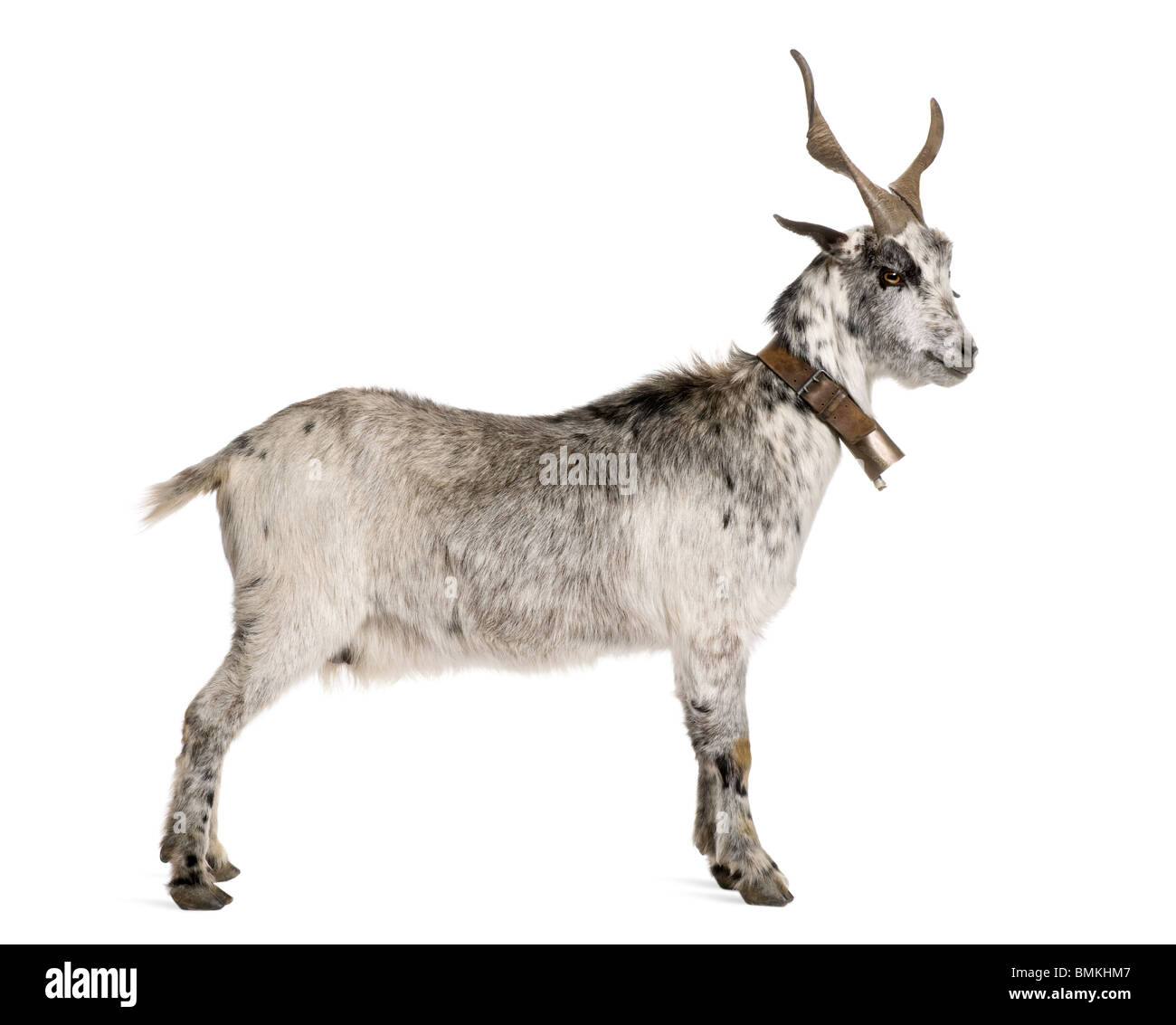 Rove goat hi-res stock photography and images - Alamy