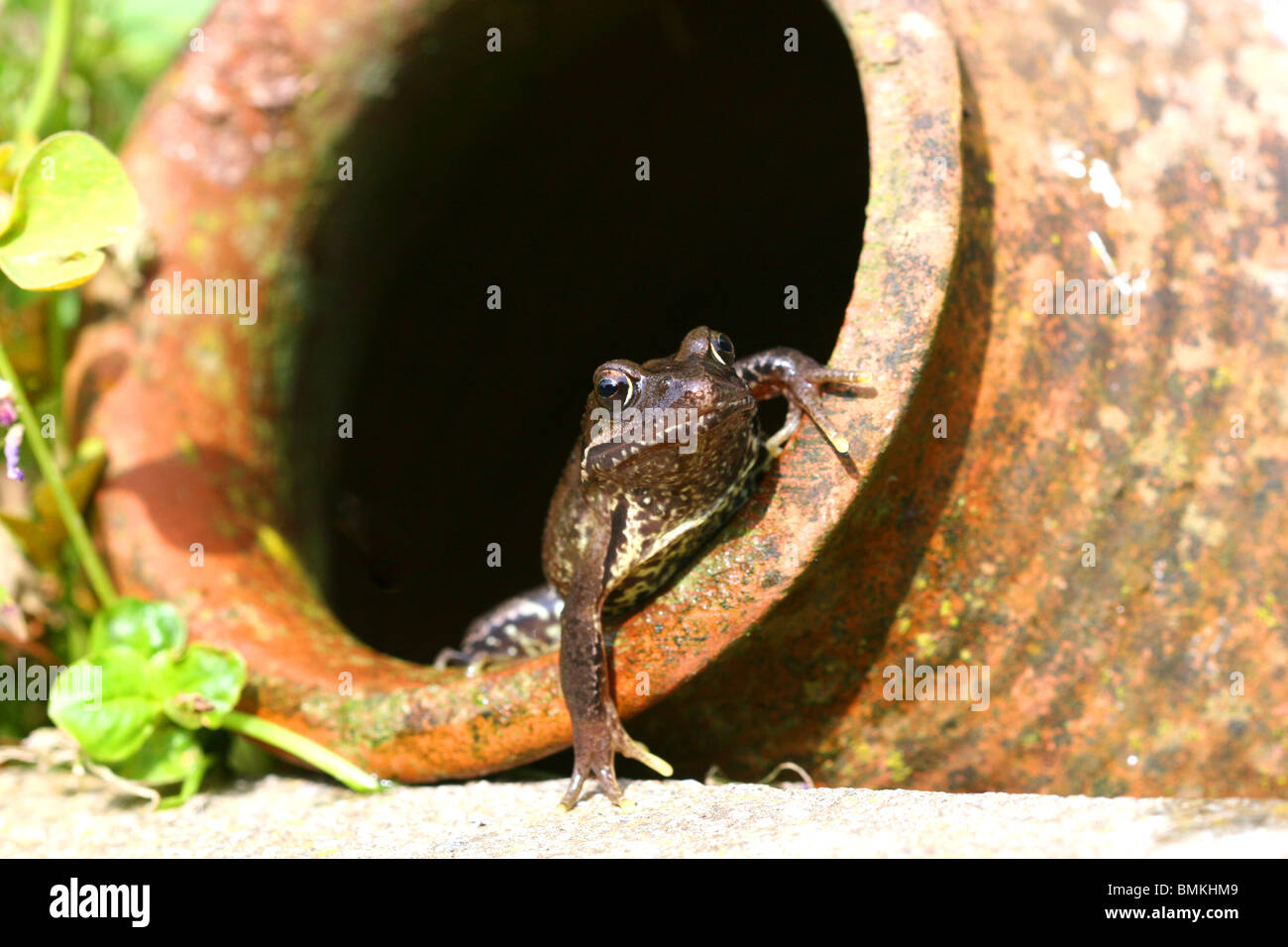 Frog in a Pot in a garden in Kent, UK Stock Photo - Alamy
