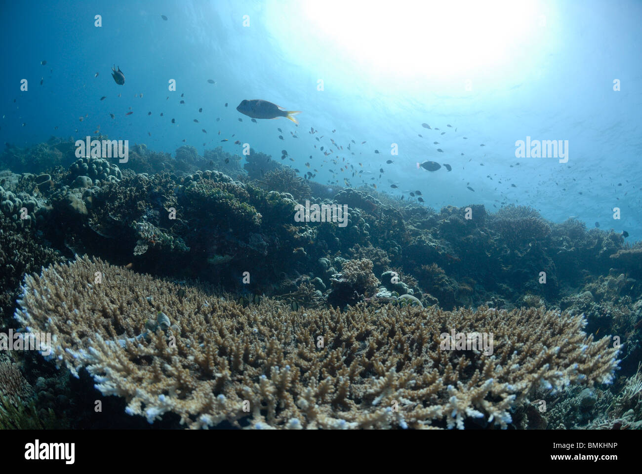 Coral reef, Sipadan, Sabah, Malaysia, Borneo, South-east Asia Stock ...