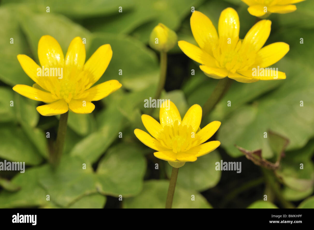 Lesser celandine trees hi-res stock photography and images - Alamy