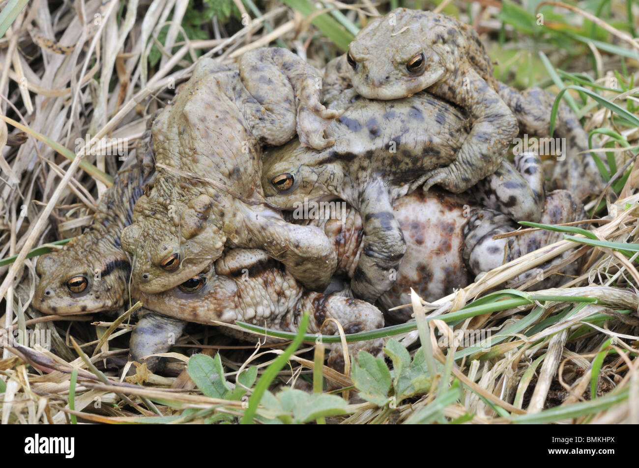 Common toads, (bufo bufo), mating ball of one female and four males, on ...
