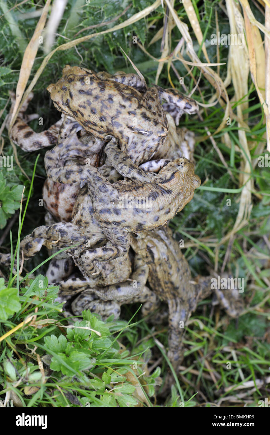 Common toads, (bufo bufo), mating ball of one female and four males, on ...