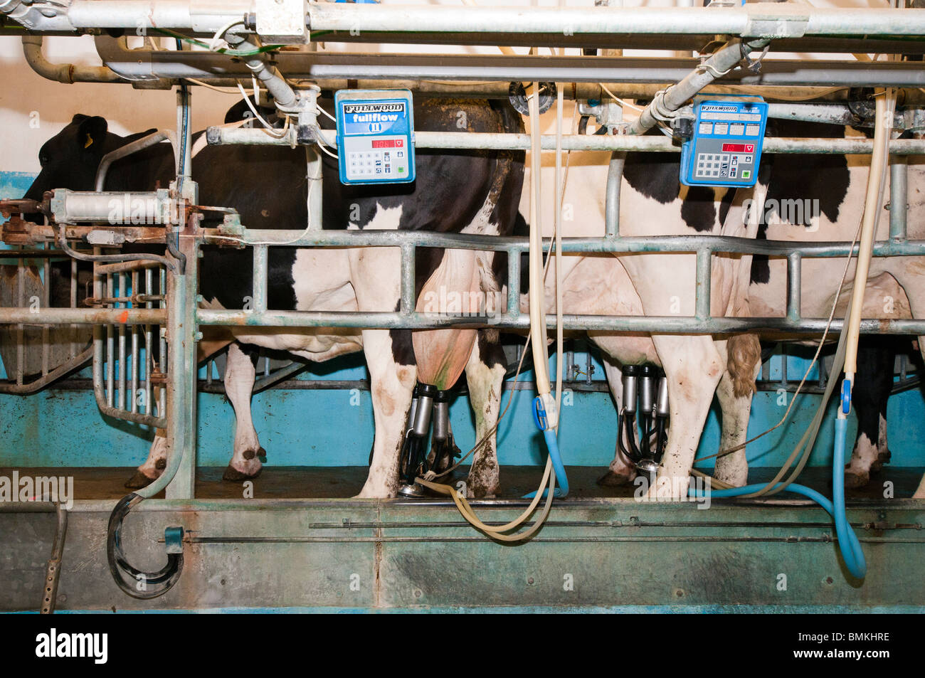 Milking Cows Parlor Milking Cows Parlor