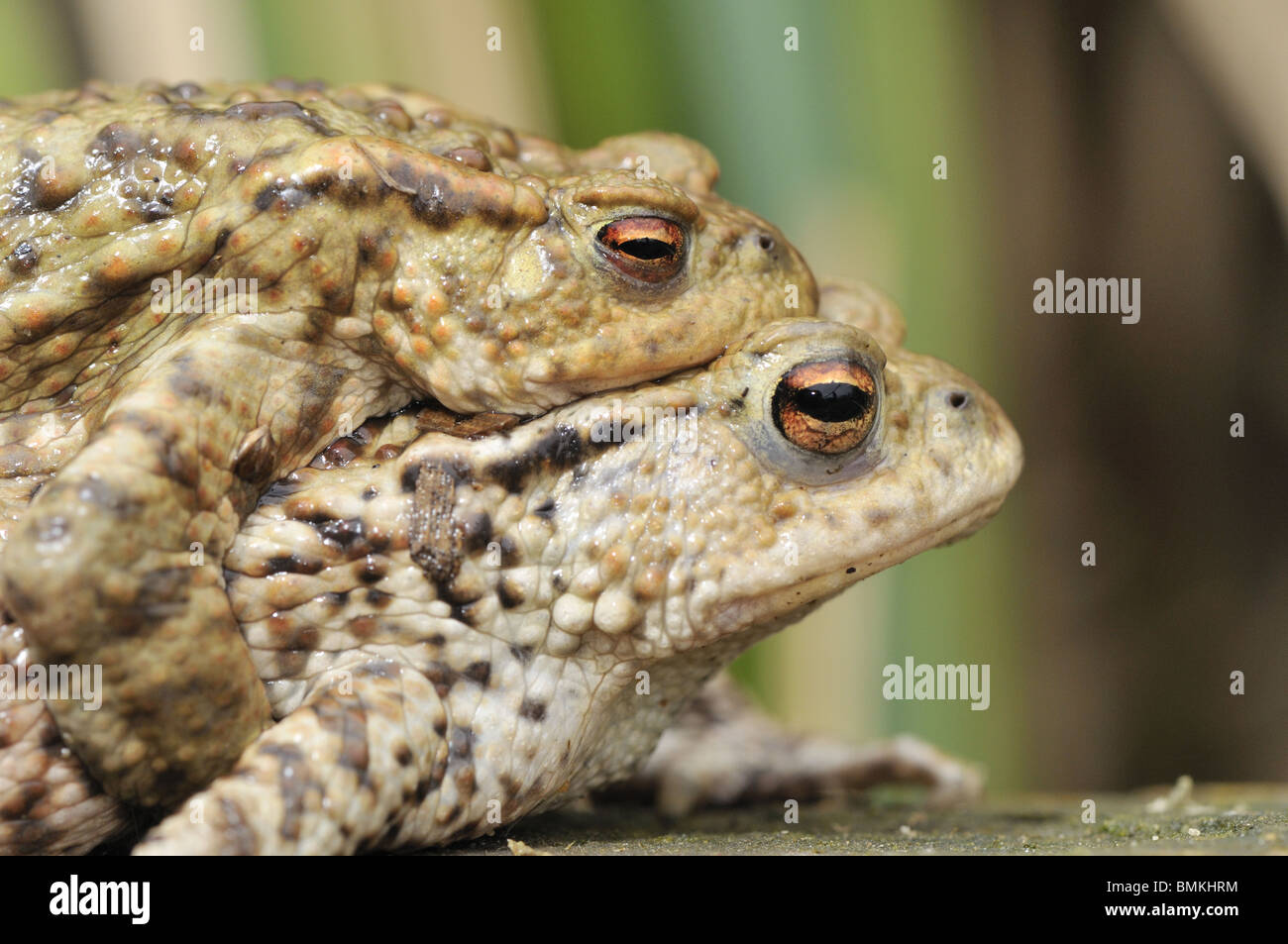 Common toads, (bufo bufo), male and female mating beside garden pond, England, March Stock Photo ...