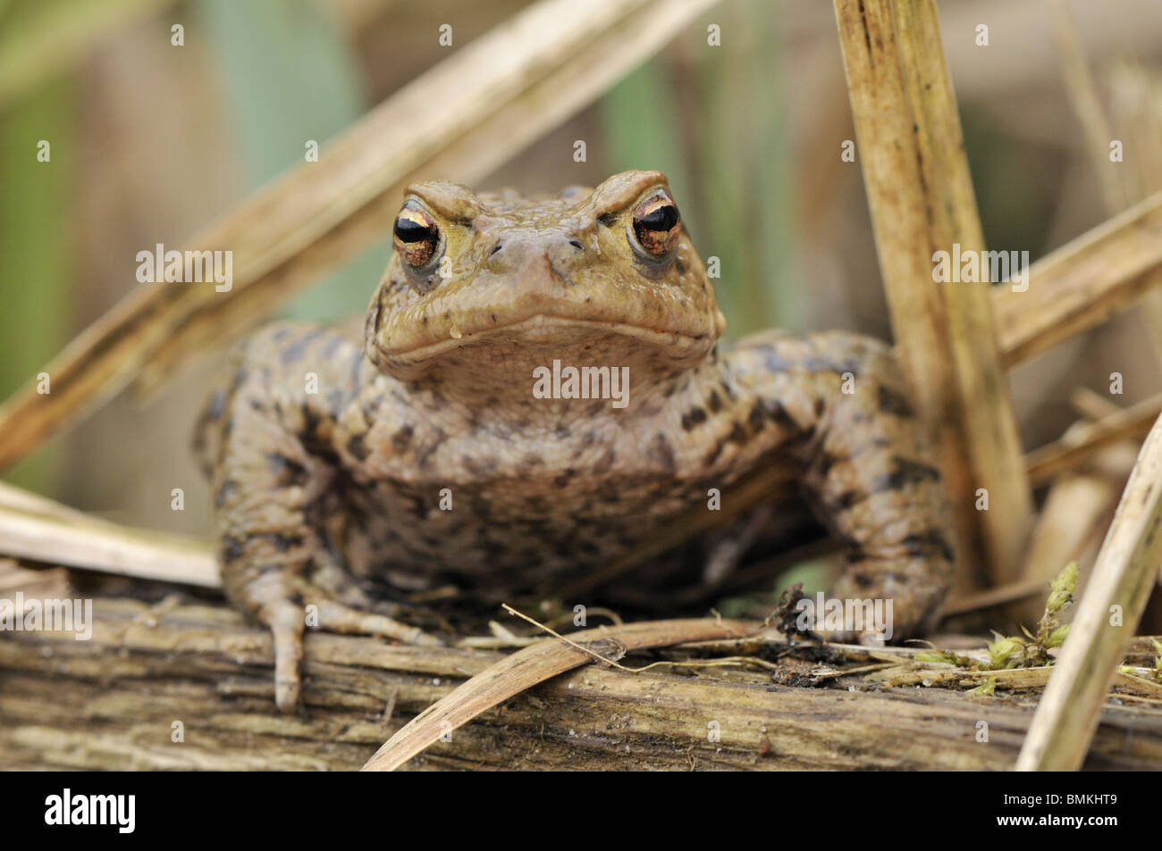 Common toad, (bufo bufo), in wet grassland England, March Stock Photo ...