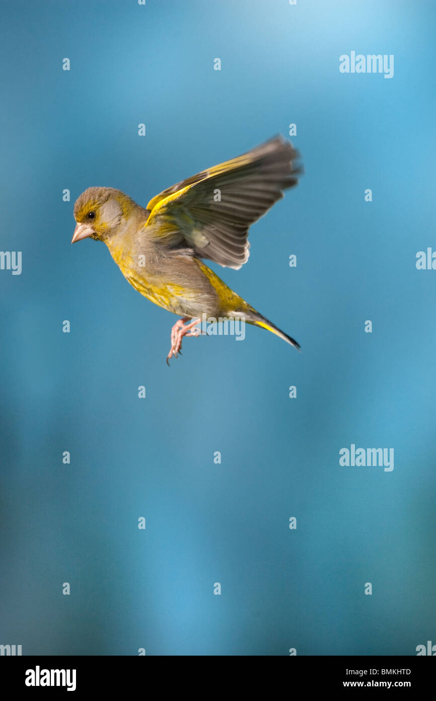 Greenfinch Carduelis chloris in flight Stock Photo - Alamy